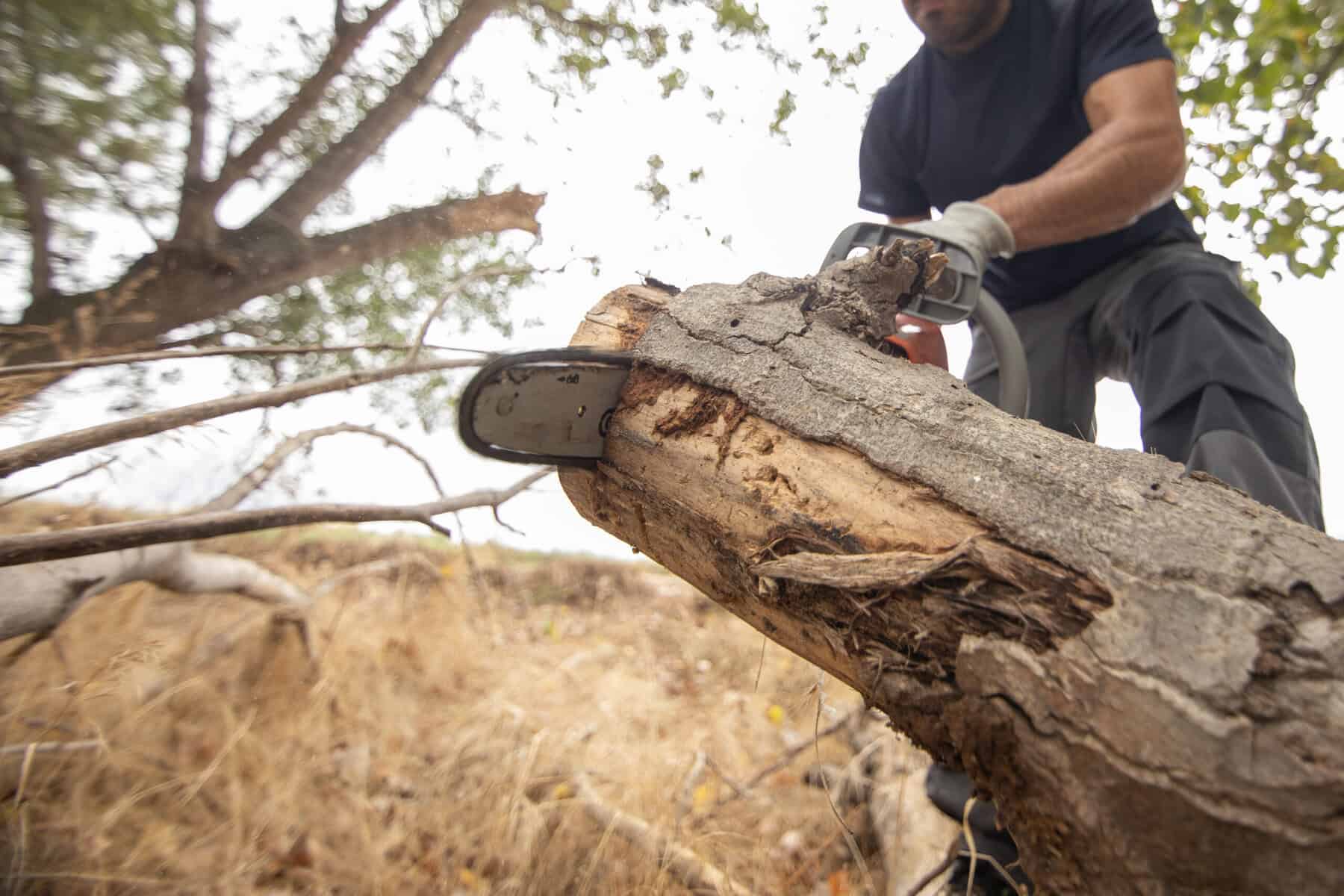 Santan Valley Tree Trimming: Factors That Influence the Cost of Tree ...
